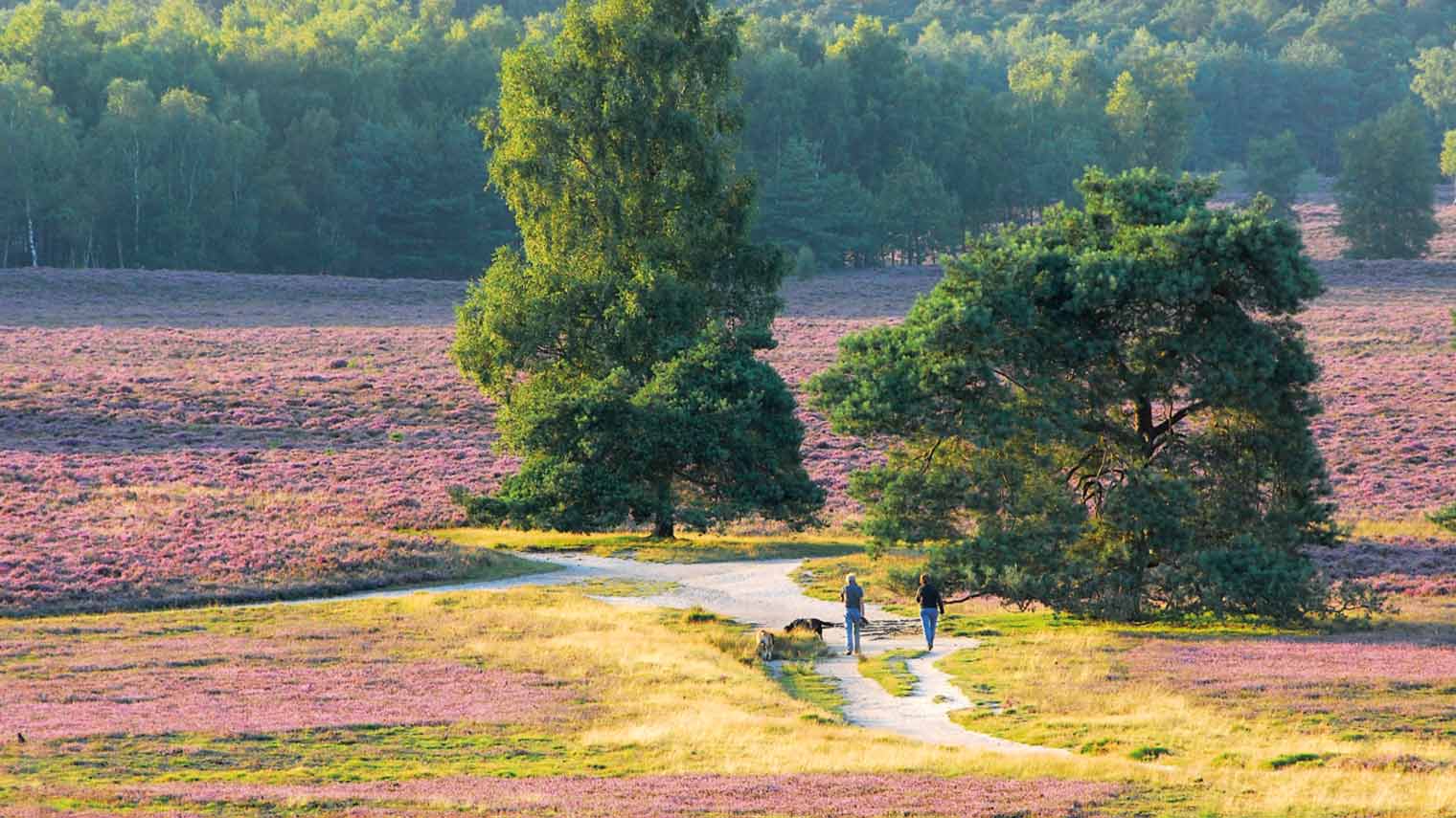 Wandelen op de veluwe - Camping de Grote Bremen